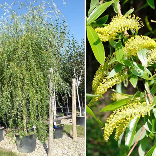 Salcie (Salix) de vânzare | Copacei.ro - Pepiniera Zalău