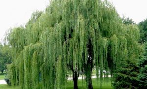 Salcie pletoasă, plângătoare - Salix babylonica de vânzare | Copacei.ro ...