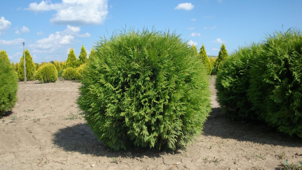 Thuja Globosa - tuia glob de vânzare | Copacei.ro - Pepiniera Zalău