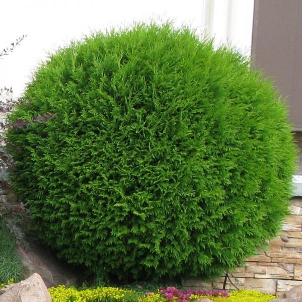 Tuia columnară (Thuja columnaris) - columna de vânzare | Copacei.ro ...