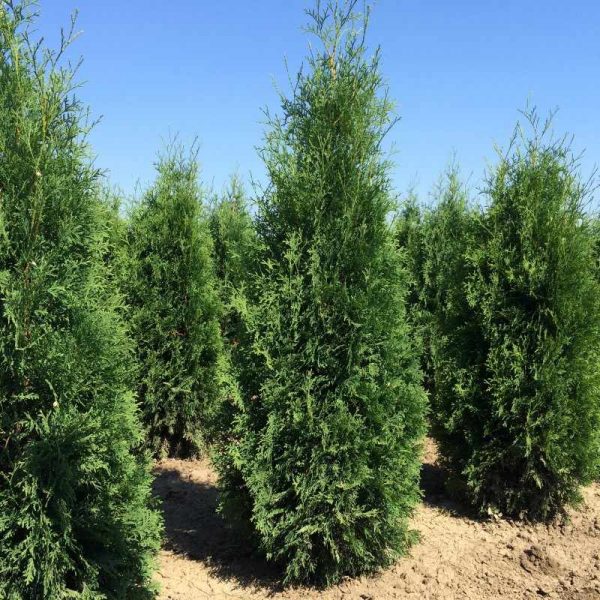 Tuia columnară (Thuja columnaris) - columna de vânzare | Copacei.ro ...