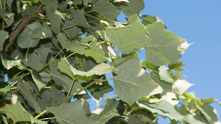 Tilia tomentosa Szeleste - tei argintiu de vânzare | Copacei.ro ...