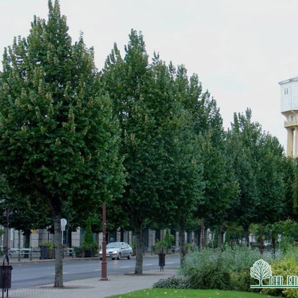 Tei argintiu - Tilia tomentosa de vânzare | Copacei.ro - Pepiniera Zalău