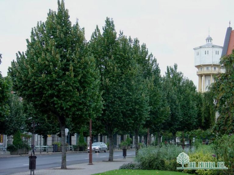 Tilia tomentosa Szeleste - tei argintiu de vânzare | Copacei.ro ...