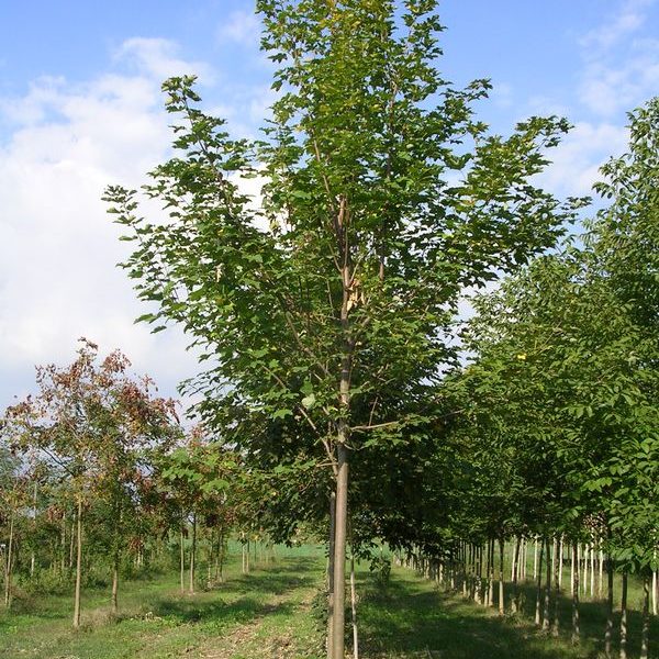 Copaci ornamentali și arbori de vânzare | Copacei.ro - Pepiniera Zalău