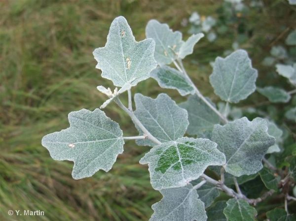 Populus alba - Plop alb de vânzare | Copacei.ro - Pepiniera Zalău