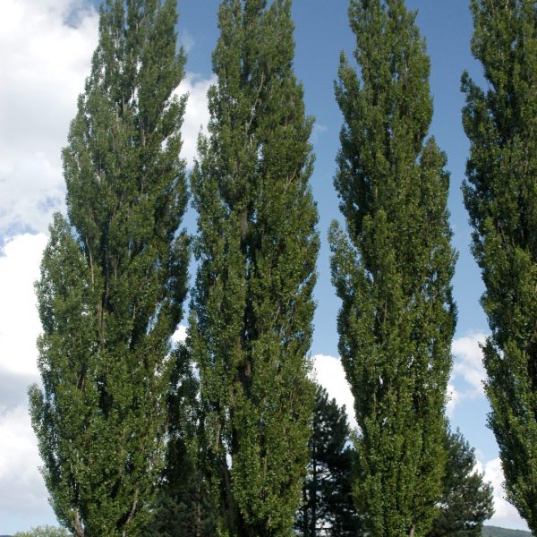 Plop tremurător - Populus tremula de vânzare | Copacei.ro - Pepiniera Zalău