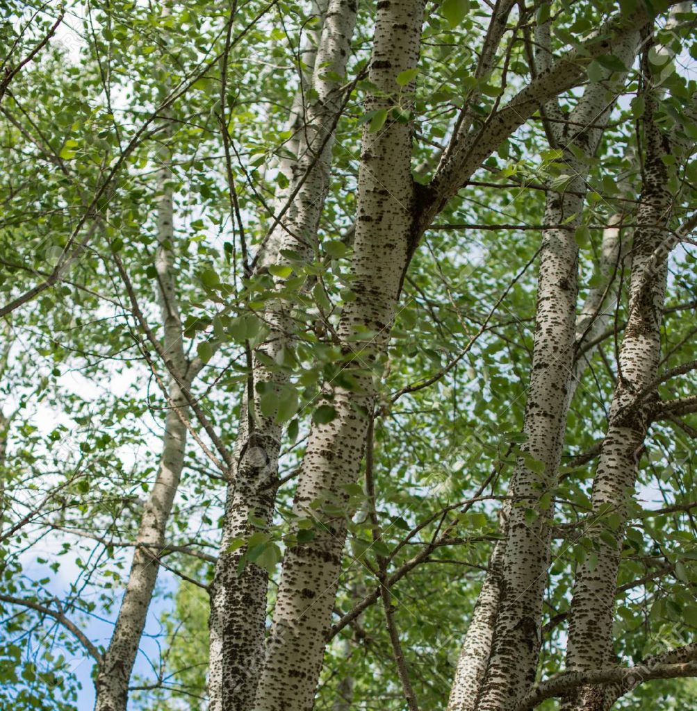 Plop tremurător - Populus tremula de vânzare | Copacei.ro - Pepiniera Zalău
