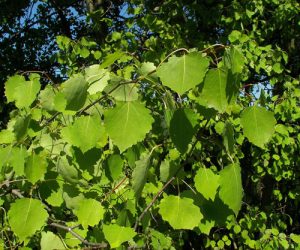 Plop tremurător - Populus tremula de vânzare | Copacei.ro - Pepiniera Zalău