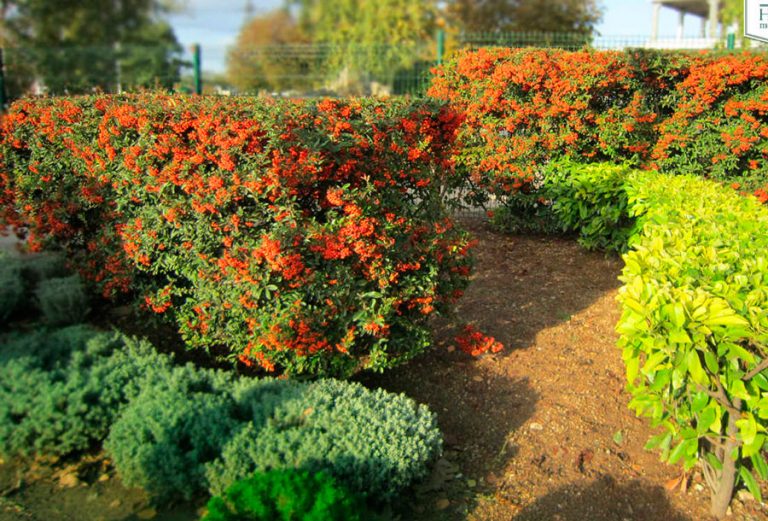 Pyracantha coccinea Red Cushion pentru gard viu de vânzare | Copacei.ro ...