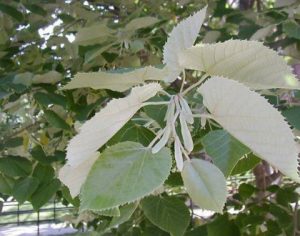 Tei argintiu - Tilia tomentosa de vânzare | Copacei.ro - Pepiniera Zalău