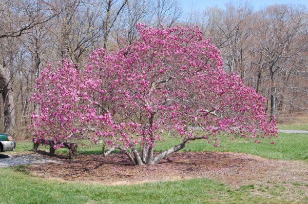 Magnolia Ricki de vânzare | Copacei.ro - Pepiniera Zalău