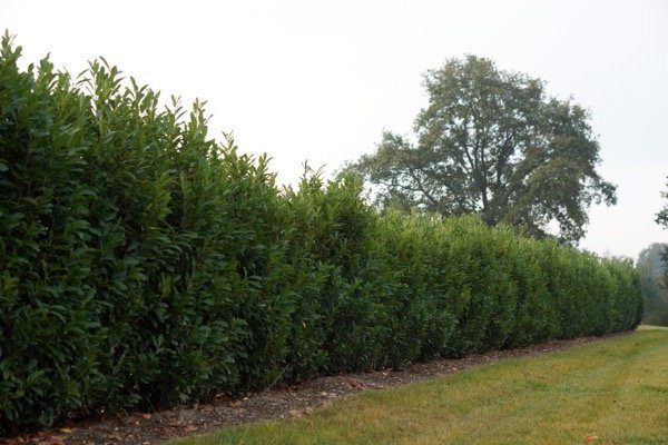 Prunus laurocerasus Elly (Laur englezesc, dafin, laurocireș) de vânzare ...