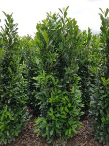 Prunus laurocerasus Elly (Laur englezesc, dafin, laurocireș) de vânzare ...