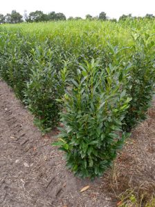 Prunus laurocerasus Elly (Laur englezesc, dafin, laurocireș) de vânzare ...