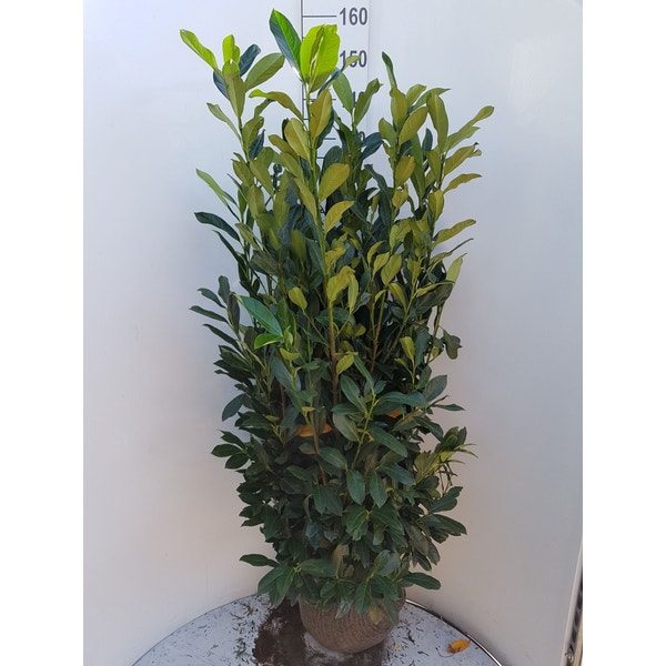 Prunus laurocerasus Elly (Laur englezesc, dafin, laurocireș) de vânzare ...