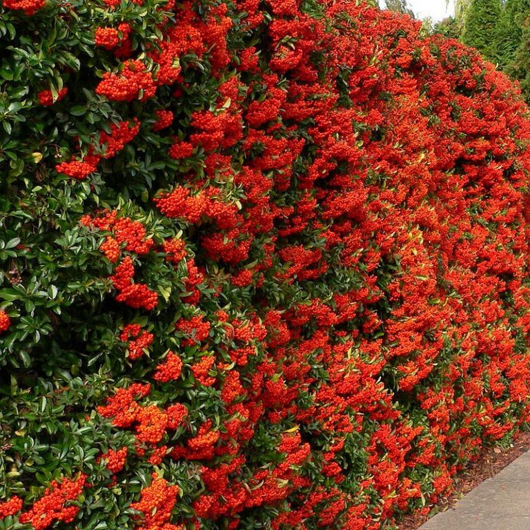 Pyracantha Red Column - Cătină ornamentală cu bobițe roșii de vânzare ...