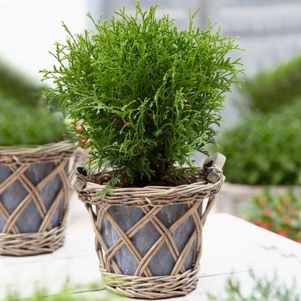 Festuca glauca Sunrise – Iarbă ornamentală | Copacei.ro - Pepiniera Zalău