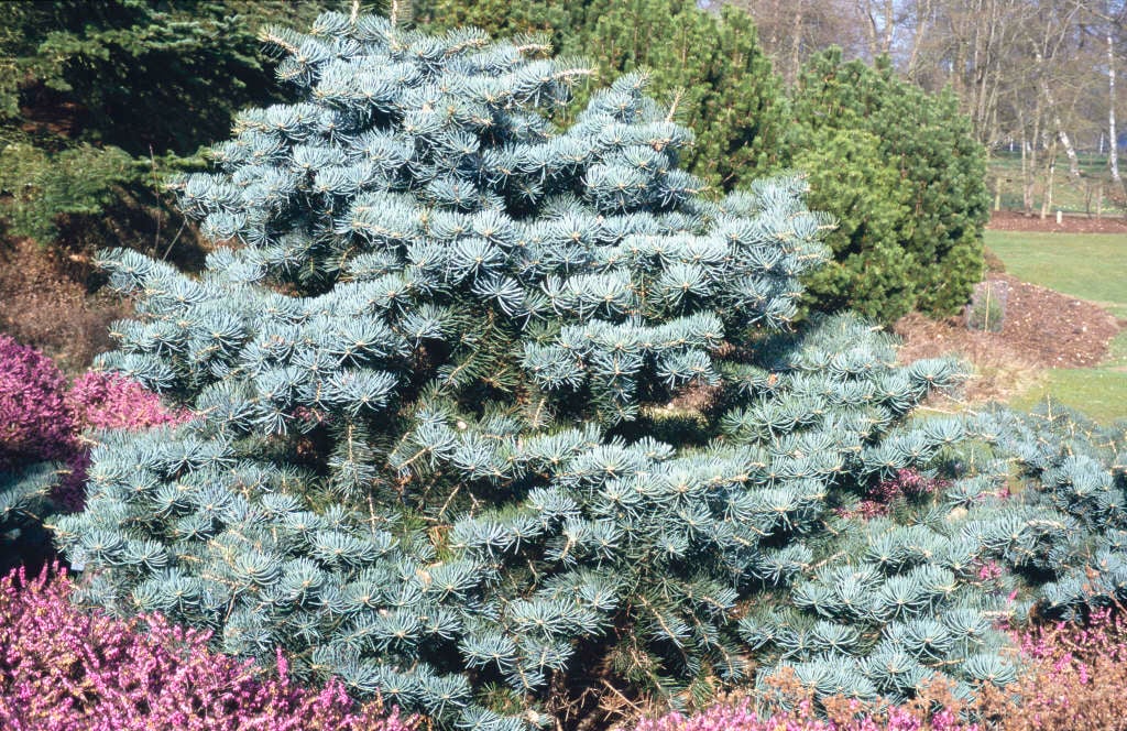 Conifere, brazi, tuia, molizi de vânzare | Copacei.ro - Pepiniera Zalău