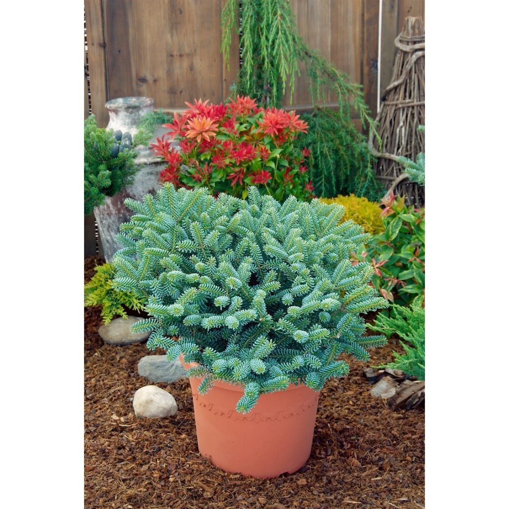 Abies koreana Blue Emperor - Brad corean albastru altoit de vânzare ...