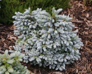 Abies koreana Kohout's Icebreaker - Brad corean pitic altoit de vânzare ...