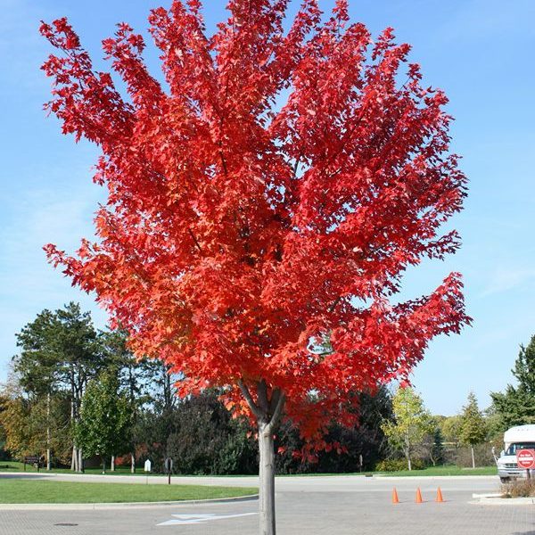 Copaci ornamentali și arbori de vânzare | Copacei.ro - Pepiniera Zalău