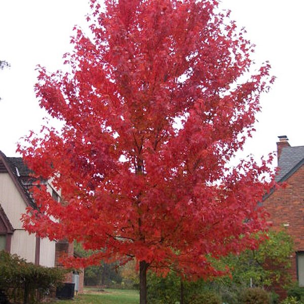 Arțar, paltin (Acer) de vânzare | Copacei.ro - Pepiniera Zalău
