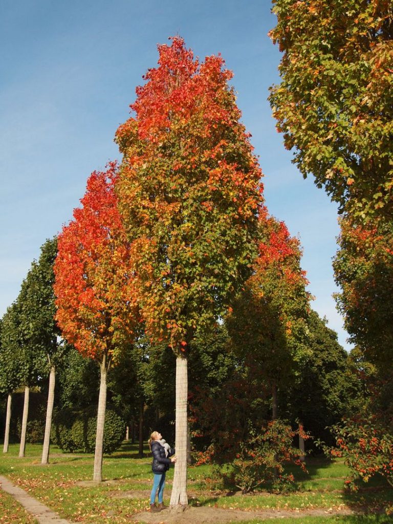 Acer rubrum Scanlon - Arțar columnar portocaliu toamna de vânzare ...