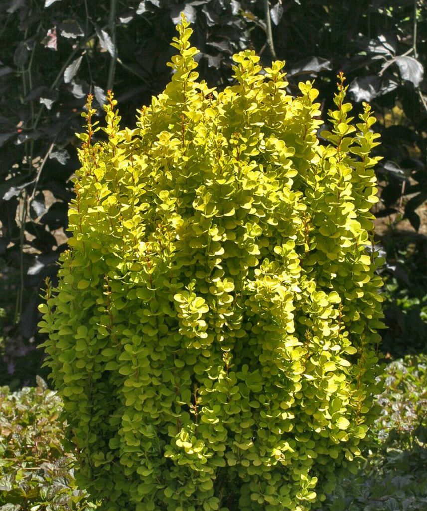 Berberis thunbergii Golden Torch - Berberis galben columnar de vânzare ...