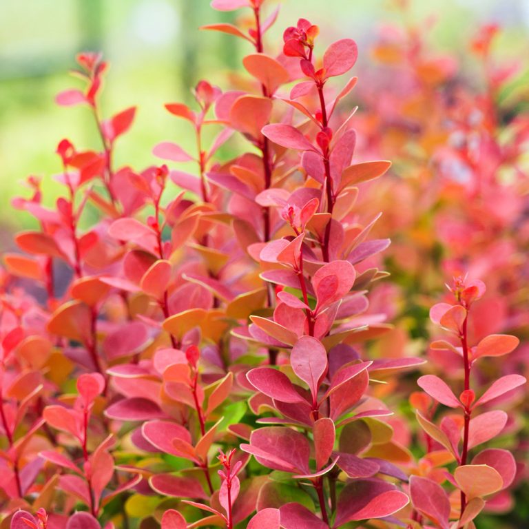 Berberis thunbergii Orange Rocket - Berberis portocaliu columnar ...
