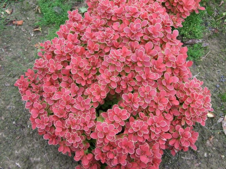 Berberis thunbergii Ruby Star - Berberis pitic roșu | Copacei.ro ...