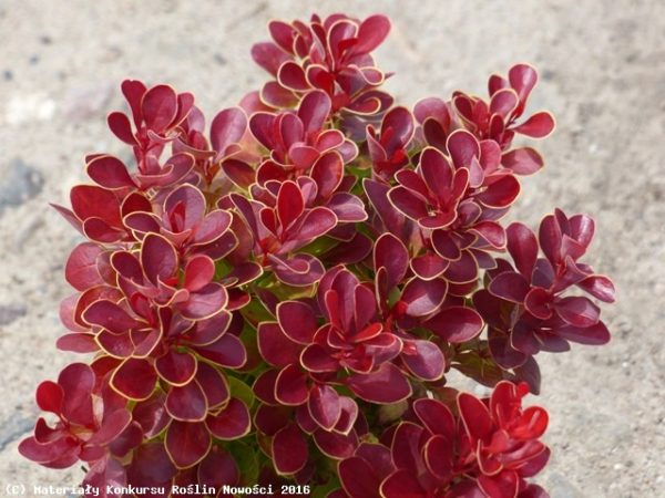 Berberis thunbergii Ruby Star - Berberis pitic roșu | Copacei.ro ...