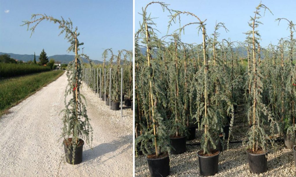 Cedru libanez albastru pletos - Cedrus libani Atlantica Glauca Pendula de vânzare | Copacei.ro ...