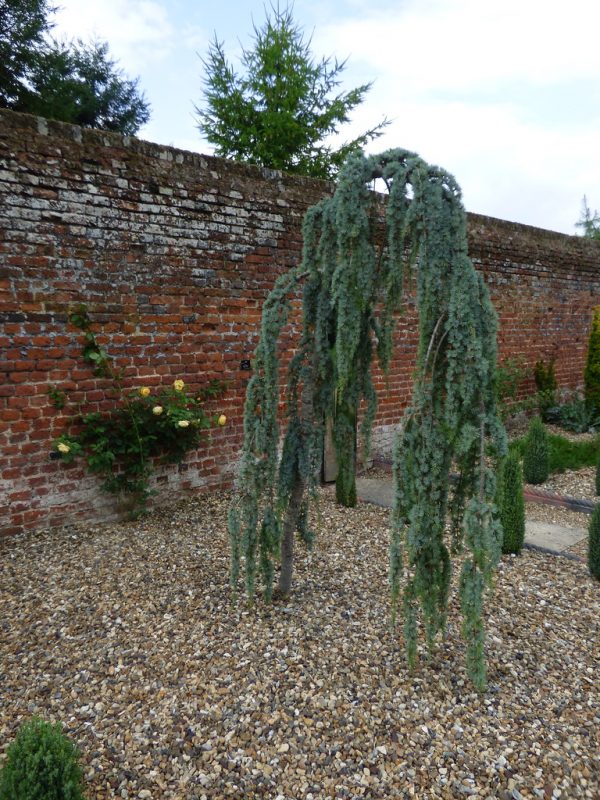 Cedrus libani Atlantica Glauca Pendula - Cedru albastru pletos de ...