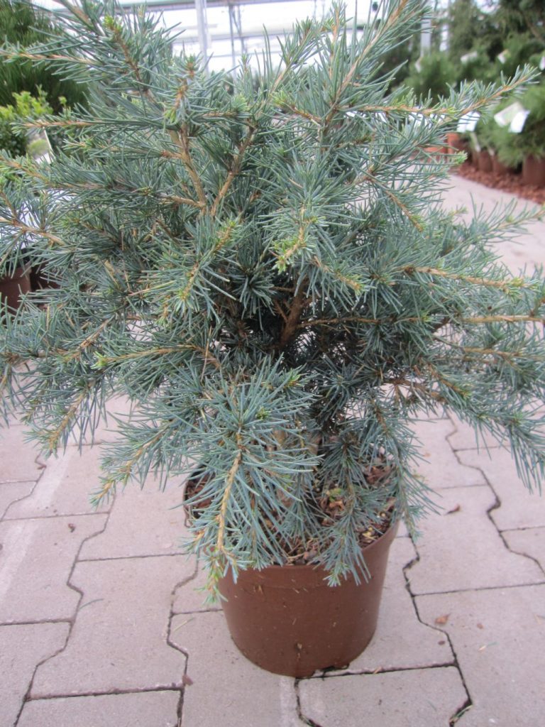 Cedrus deodara Blue Globe - Cedru albastru pitic de vânzare | Copacei ...