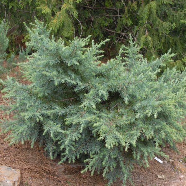 Conifere, brazi, tuia, molizi de vânzare | Copacei.ro - Pepiniera Zalău ...