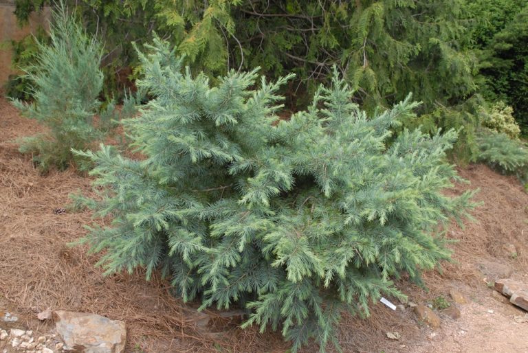 Cedrus deodara Blue Globe - Cedru albastru pitic de vânzare | Copacei ...