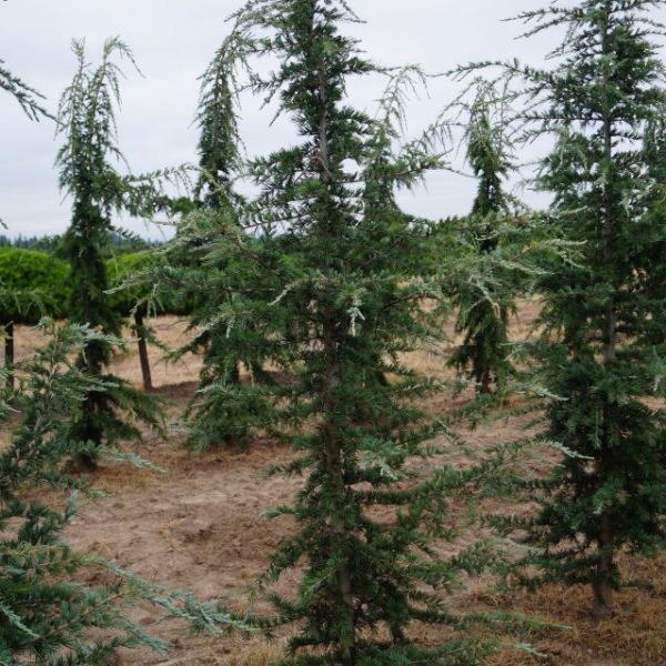 Plante argintii și albastre de vânzare | Copacei.ro - Pepiniera Zalău