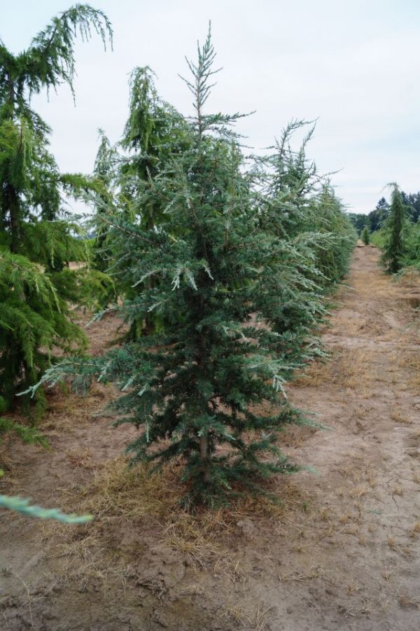 Cedru albastru argintiu - Cedrus deodara Eisregen de vânzare | Copacei ...