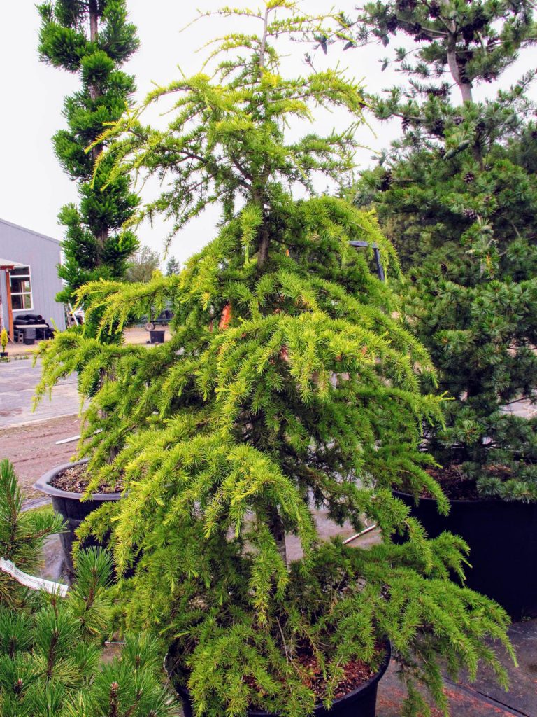 Cedru galben/auriu pletos - Cedrus deodara Gold Cascade de vânzare ...