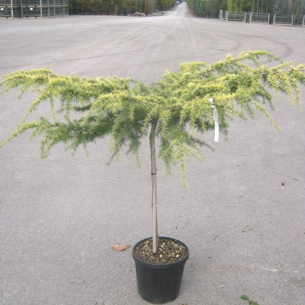 Cedrus libani Blue Fountain - Cedru albastru pletos de vânzare ...