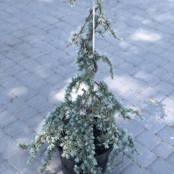 Cedrus libani Atlantica Glauca Pendula - Cedru albastru pletos de ...
