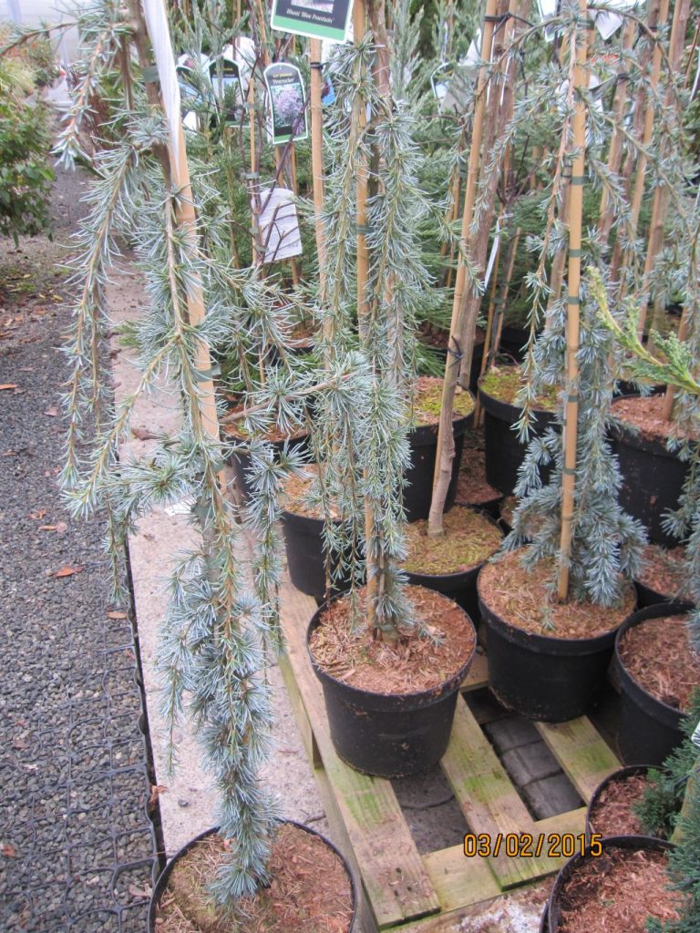 Cedrus libani Blue Fountain - Cedru albastru pletos de vânzare ...