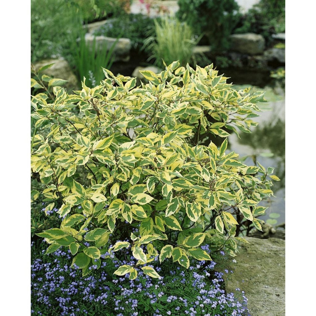 Cornus alba Gouchaultii - Corn cu frunze în două culori de vânzare ...