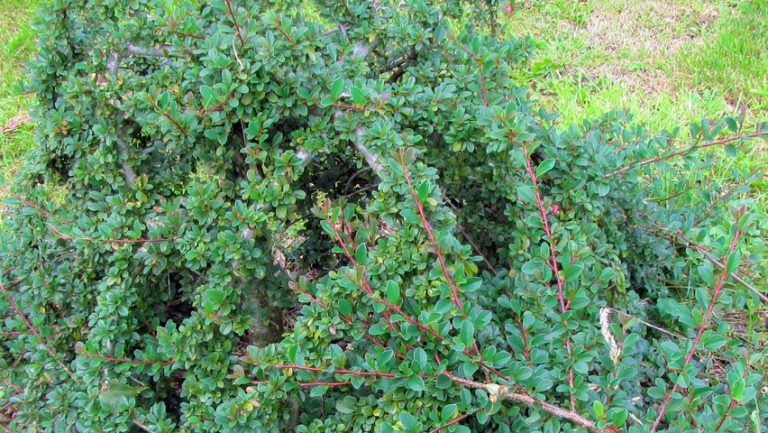 Cotoneaster radicans Eichholz - Cotoneaster târâtor de vânzare | Copacei.ro - Pepiniera Zalău