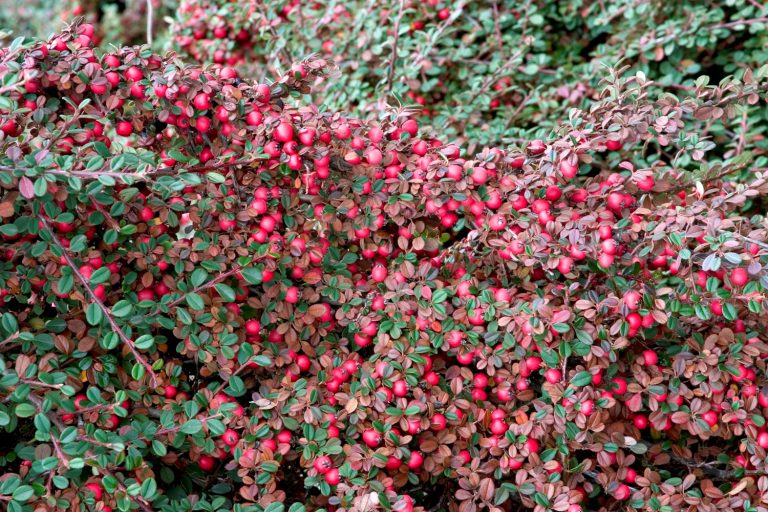 Cotoneaster radicans Eichholz - Cotoneaster târâtor de vânzare | Copacei.ro - Pepiniera Zalău