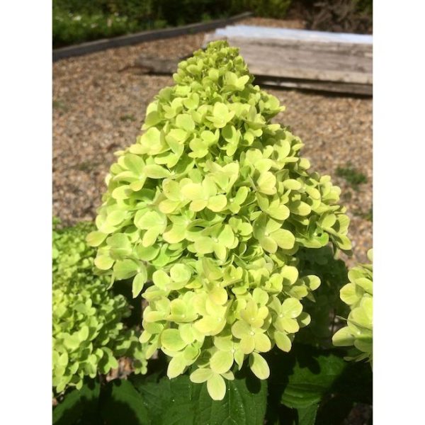 Hydrangea paniculata Mojito - Hortensie cu flori verzi/gălbui de vânzare | Copacei.ro ...