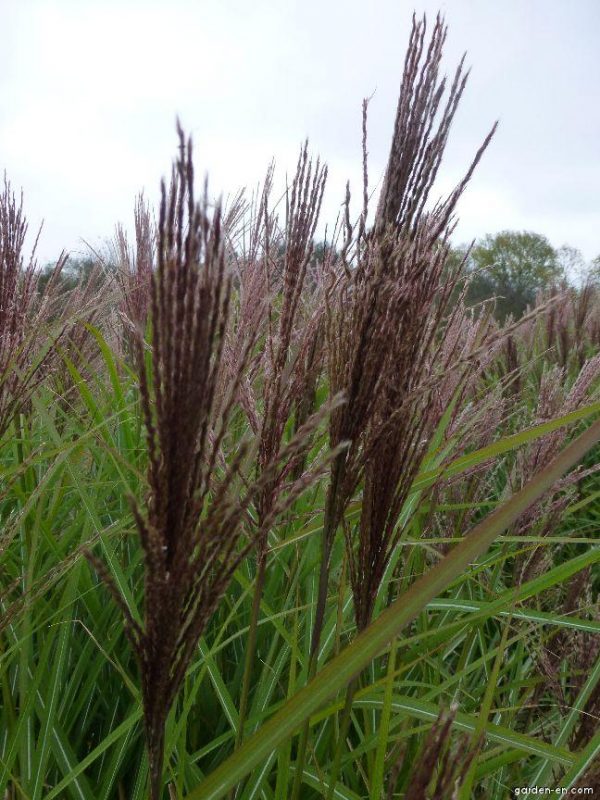 Miscanthus sinensis Roter Pfeil - Iarba elefantului de vânzare ...