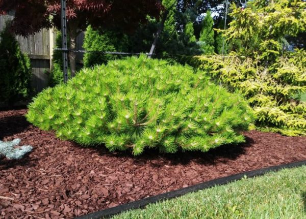 Pinus densiflora Low Glow - Pin pitic altoit pe picior/tijă de vânzare ...