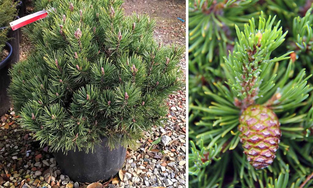 Pinus mugo Mops - Pin pitic altoit de vânzare | Copacei.ro - Pepiniera ...